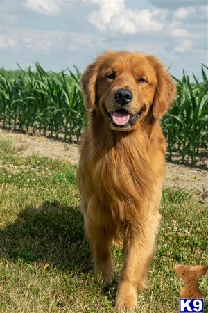 Golden Retriever Stud Dog: Simba 4 Years old