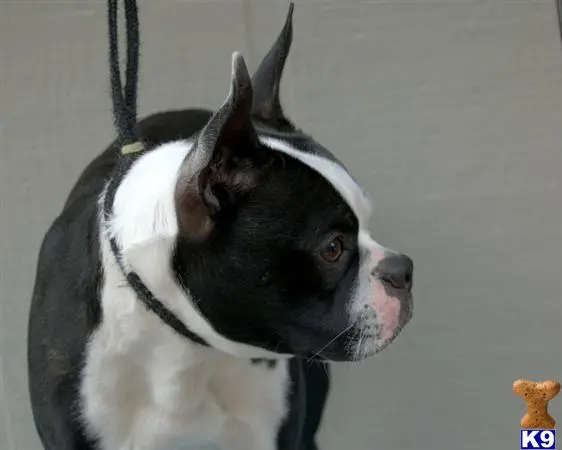 Boston Terrier Stud Dog: Boosie 14 Months old