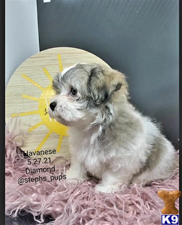 Diamond Havanese
