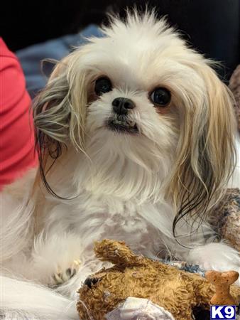 Shih Tzu Stud Dog: Cujo 6 Years old