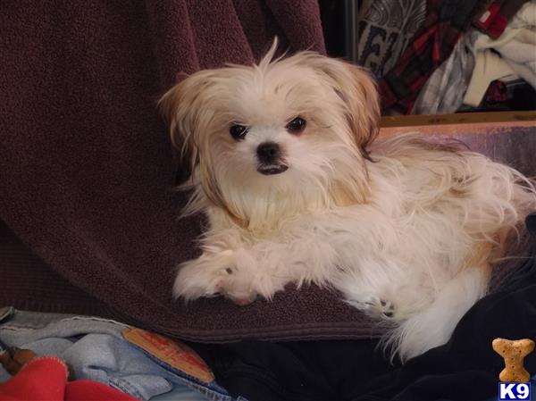 Shih Tzu Stud Dog: Cujo 6 Years old