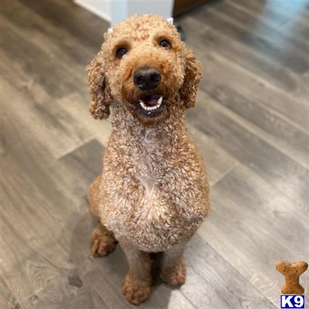 Poodle Stud Dog: Copper 7 Years old