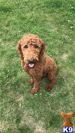 Poodle Stud Dog: Copper 7 Years old