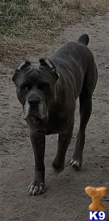 Cane Corso Stud Dog: Diesel 7 Years old