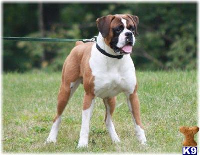 Boxer Stud Dog: Tysadies Daytime Hunter 17 Years old