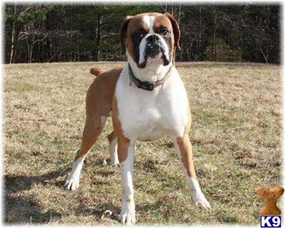 Boxer Stud Dog: Tysadies Daytime Hunter 17 Years old