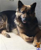 Female Dogs Looking for a Stud