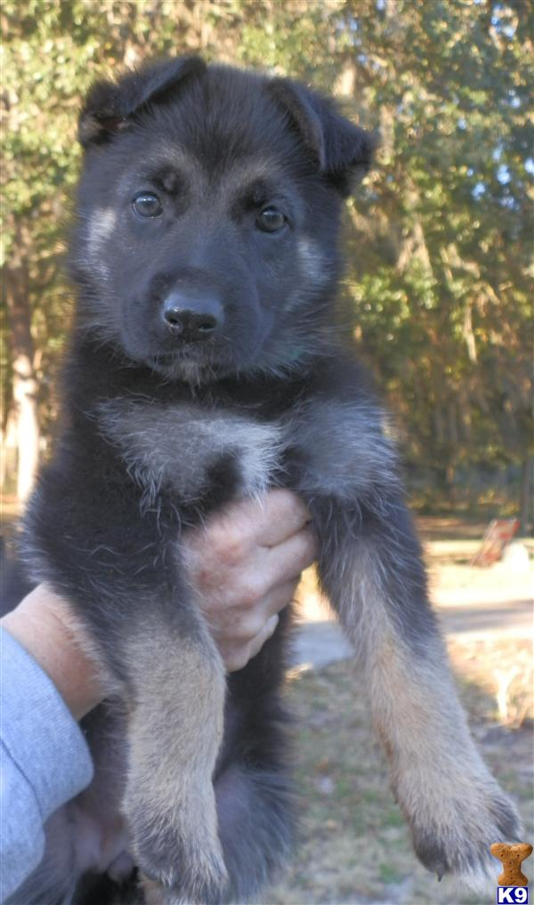 AKC SHOW QUALITY GERMAN SHEPHERD PUPS