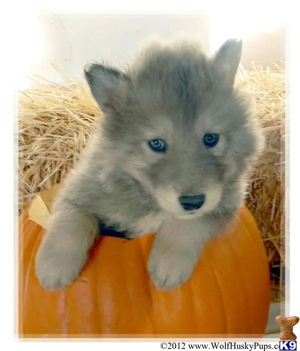 BLUE SILVER WOLF CUBS DUE