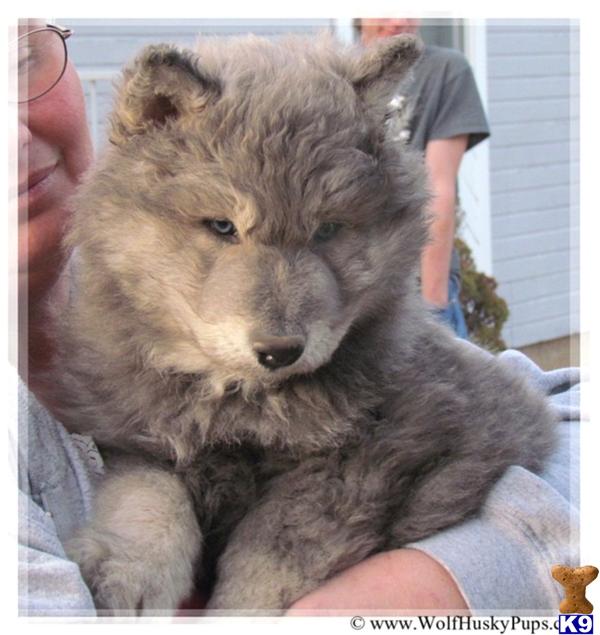 WOLF HYBRID PUPS