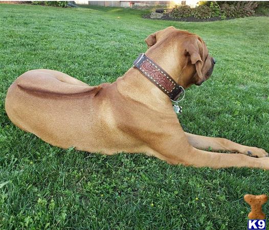 Rhodesian Ridgeback Stud Dog: Wrigley 4 Years old