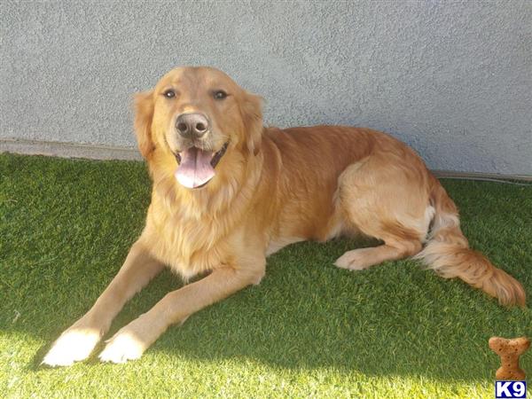 Golden Retriever Stud Dog: Shadow 4 Years old