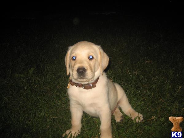 AKC, Yellow Labrador Puppies