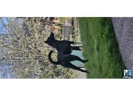 Females Looking for Stud - Connect for Responsible Breeding | K9Stud