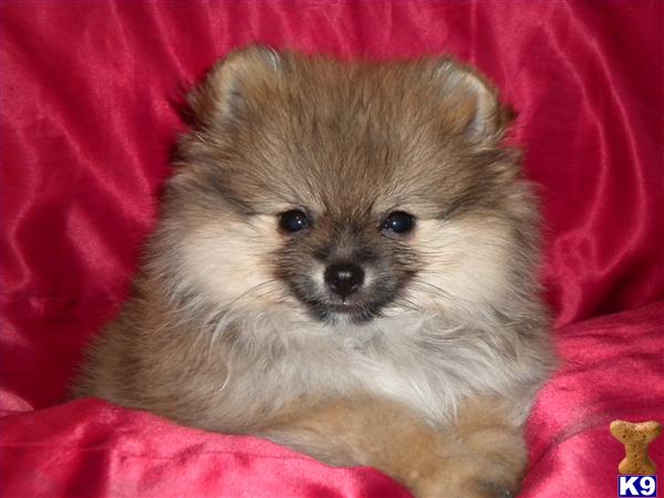 pomeranian akc-champion bloodline