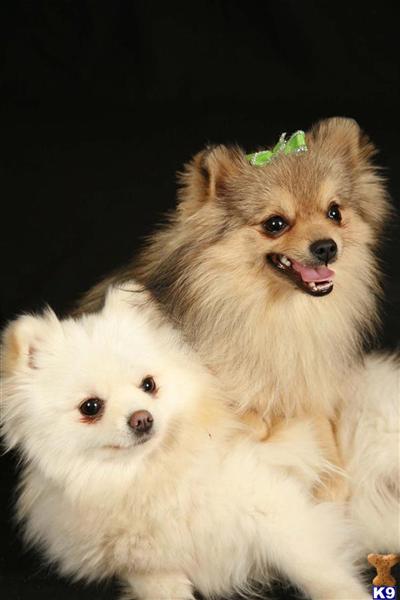 pomeranian akc-champion bloodline