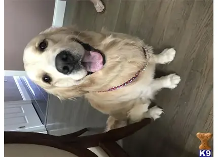 Golden Retriever Stud Dogs in New Jersey - K9Stud