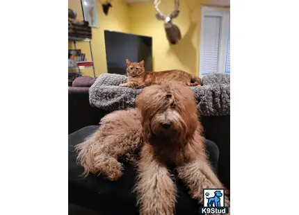 Females Looking for Stud - Connect for Responsible Breeding | K9Stud