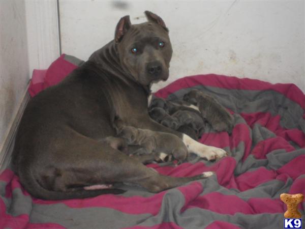 ukc purple ribbon razors edge male pup