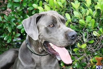 Great Dane Stud Dog: Big Blue 17 Years old