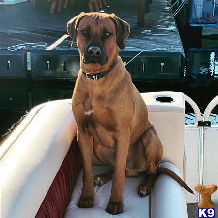 Rhodesian Ridgeback Stud Dog: Ghost 2 Years old