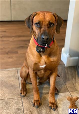 Rhodesian Ridgeback Stud Dog: Ghost 2 Years old