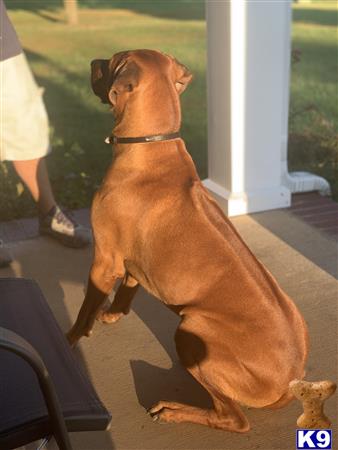 Rhodesian Ridgeback Stud Dog: Ghost 2 Years old