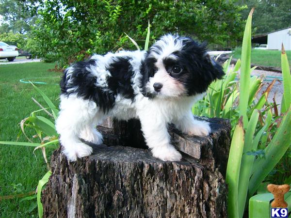 Brandy Female Cavanese Cavalier Maltese