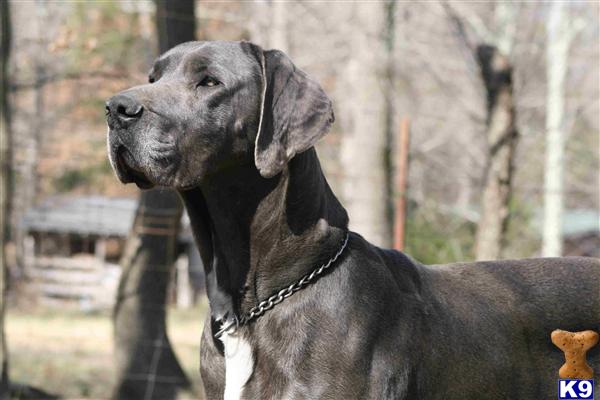 Great Dane Stud Dog: Jack 14 Years old