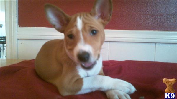 AKC Basenji Female Puppies