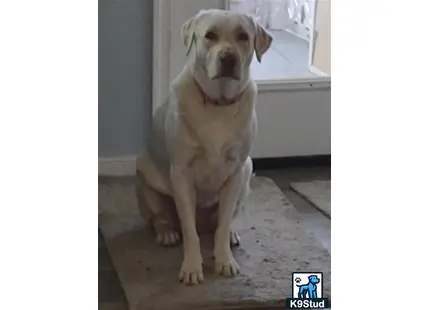 Females Looking for Stud - Connect for Responsible Breeding | K9Stud