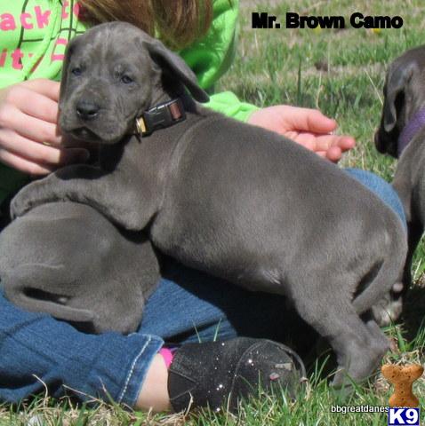 AKC BLUE EUROPEAN GREAT DANE - MALE