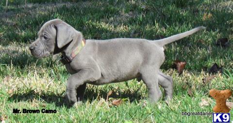 Great Dane Puppy for Sale: AKC BLUE EUROPEAN GREAT DANE - MALE 10 Years old