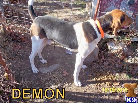 Treeing Walker Coonhound Dog for Sale: PR Champion AKC/UKC Reg. Treeing ...