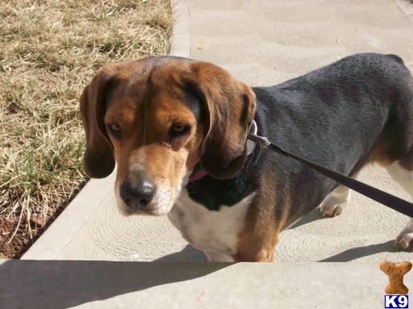 Diego Purebred AKC 16 Years old