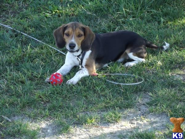 Diego Purebred AKC 16 Years old