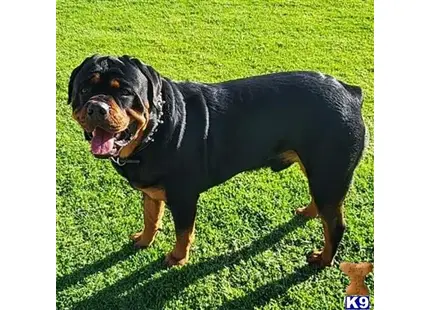 Rottweiler Stud Dogs - K9Stud
