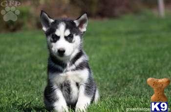 Cooper - Siberian Husky Male - Shipping Available