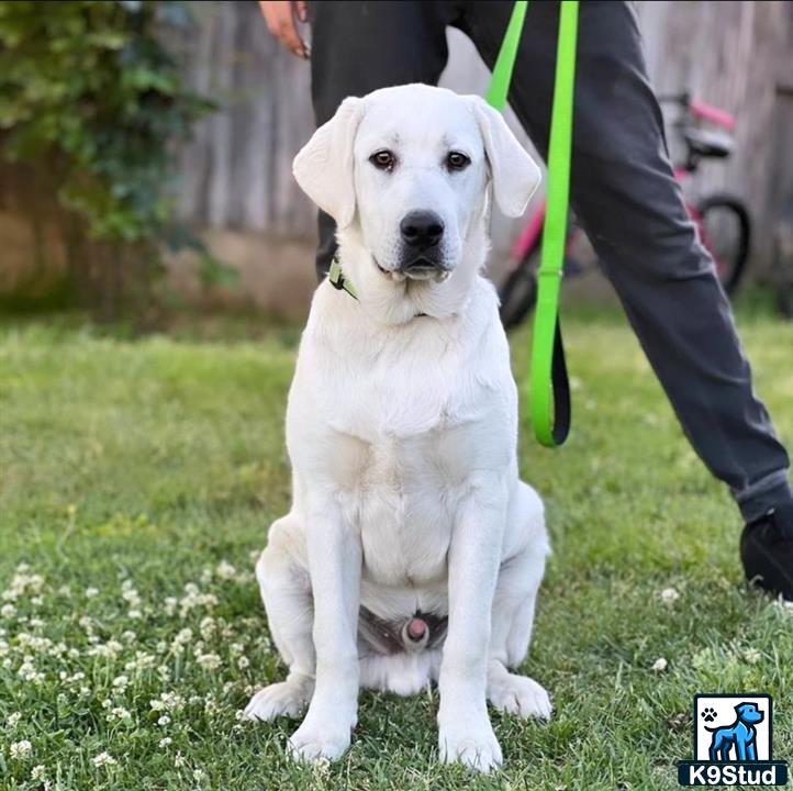 Labrador Retriever Stud Dogs - K9Stud