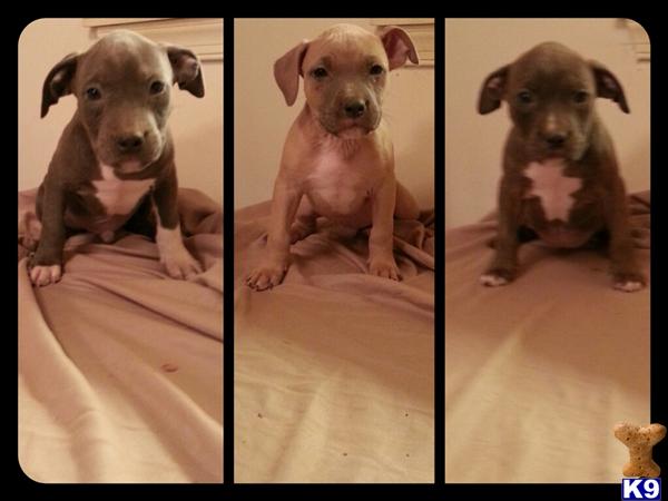ukc registered blue puppies