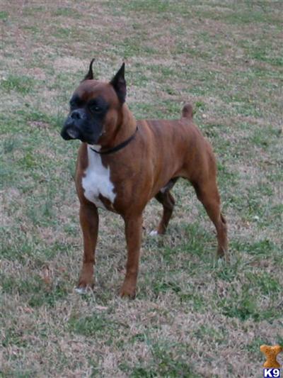 Boxer Stud Dog: Greenwood Hammer General 20 Years old