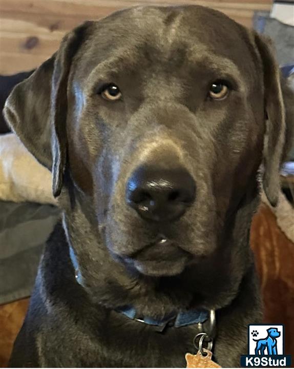 Labrador Retriever Stud Dogs - K9Stud