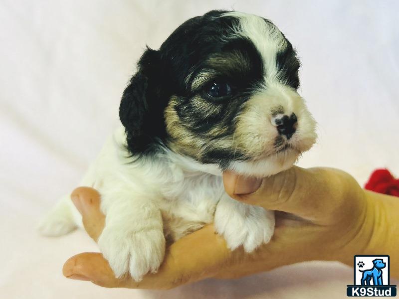 Cavapoo Puppies for Sale