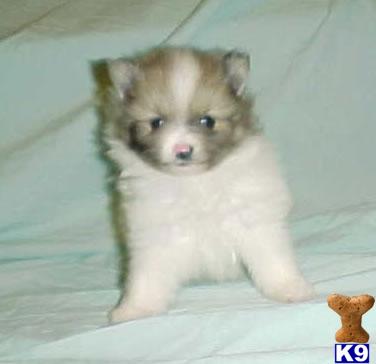 AKC Blue Merle Parti Male Champion Bloodlines