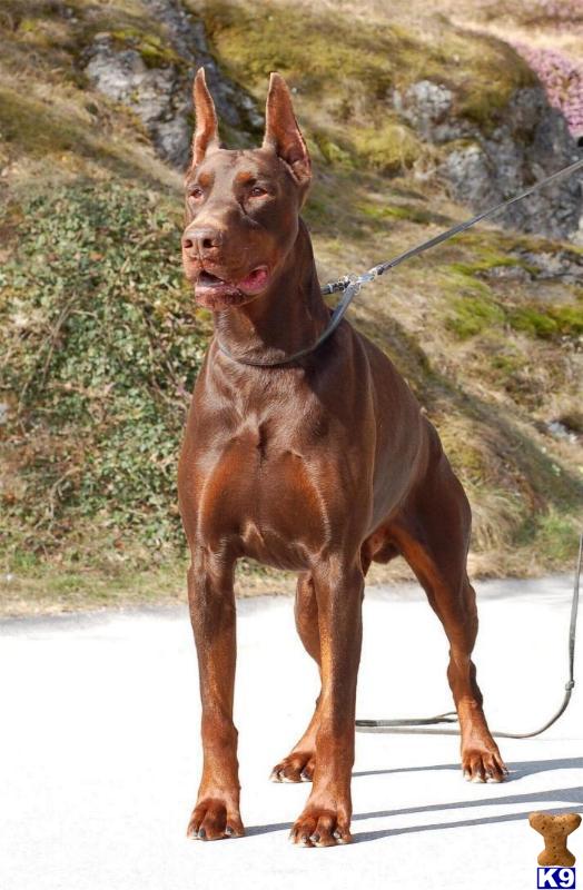 AKC EUROPEAN RED/RUST MALE DOBERMAN PINSCHER PUPPY