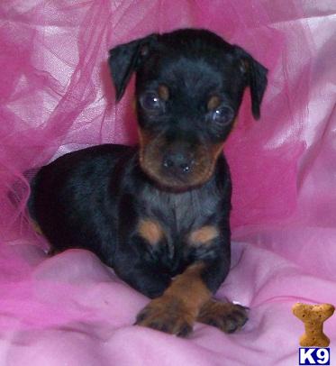 Miniature Pinscher female Black and Tan Sadie