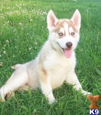 Husky female Sable and White Sierra