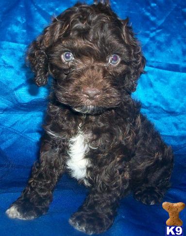 Cockapoo male Chocolate Rocco