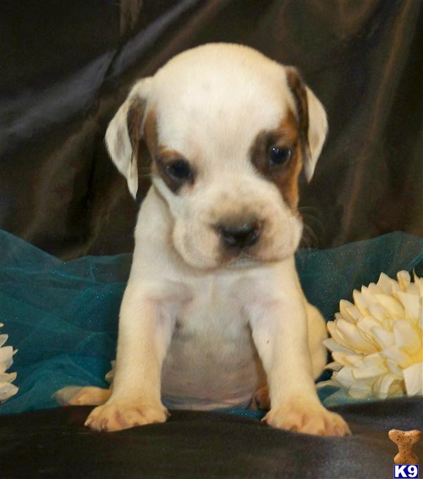 BeaBull brindle and white male Gus