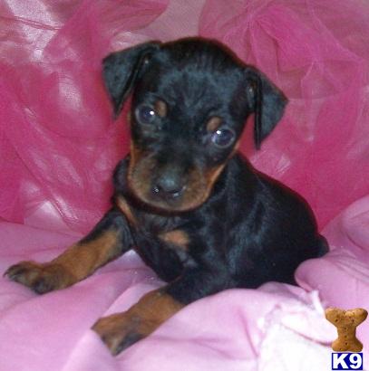 Miniature Pinscher female Black and Tan Sadie